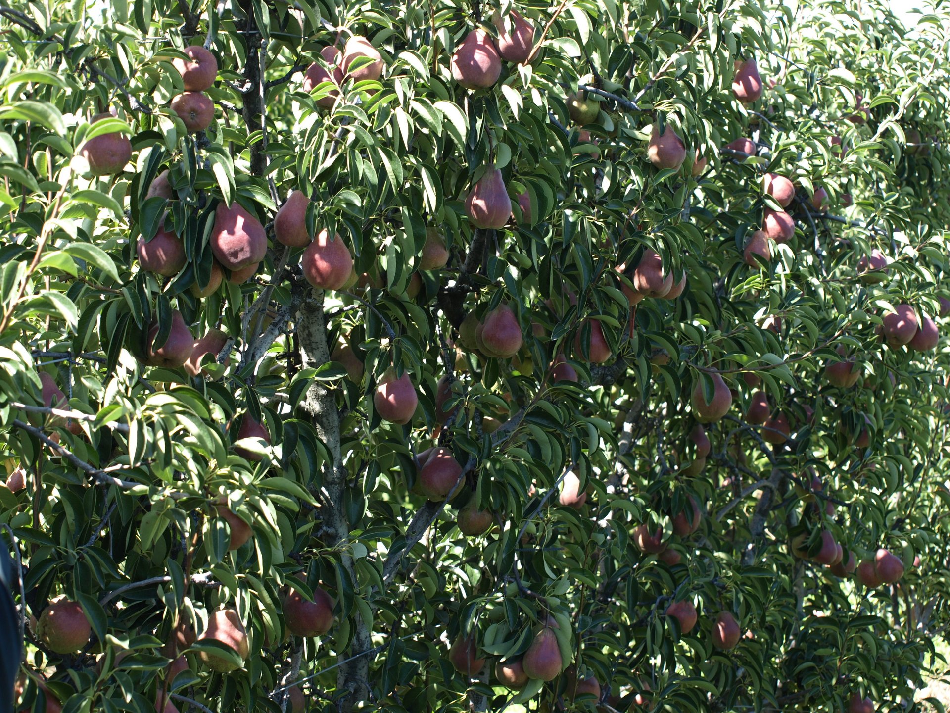 Poire williams rouge