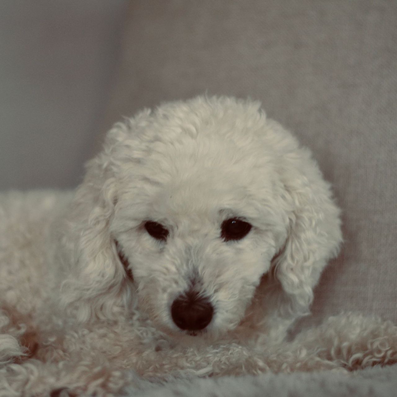 Unsere Pudel