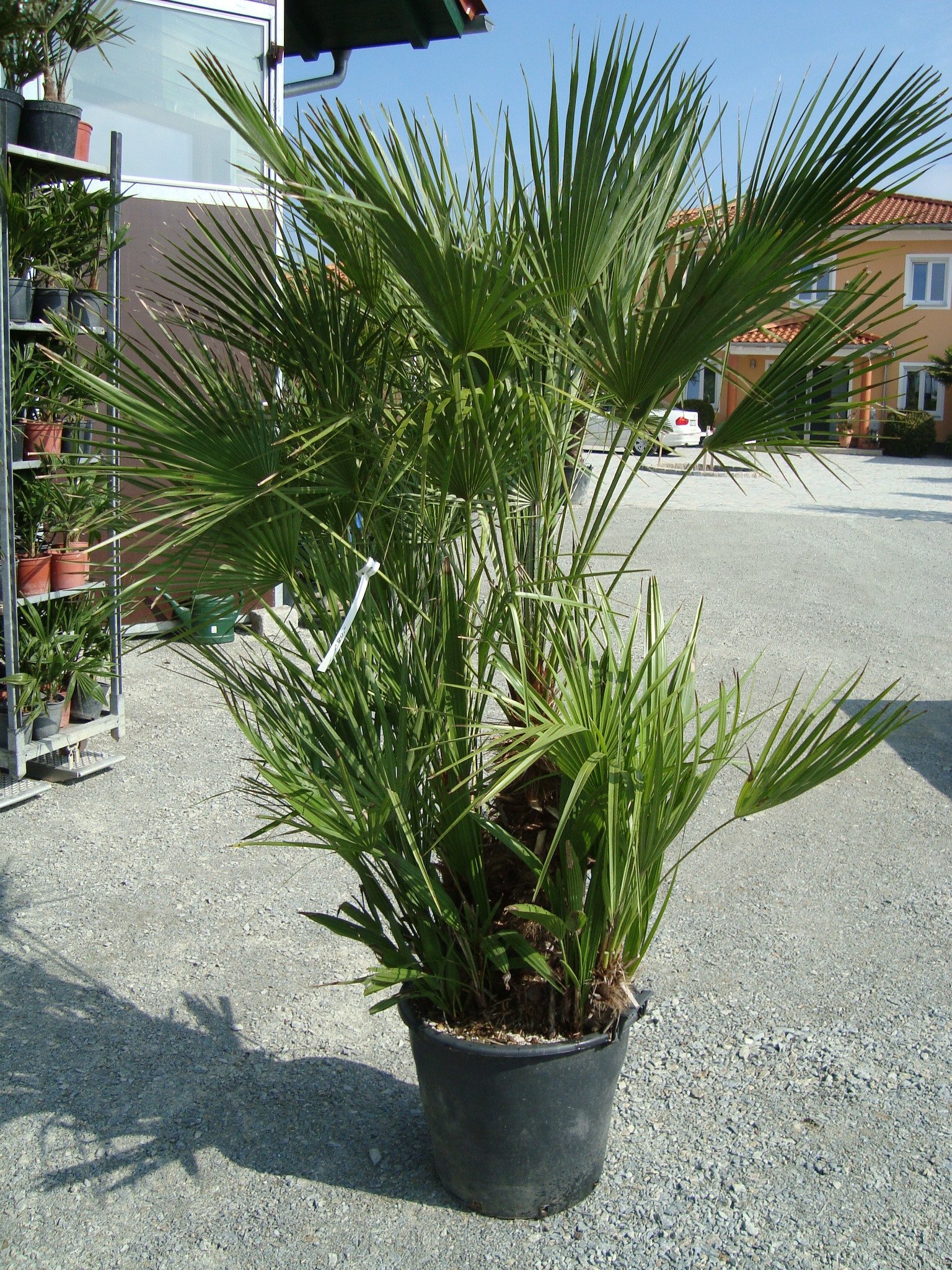Chamaerops Humilis