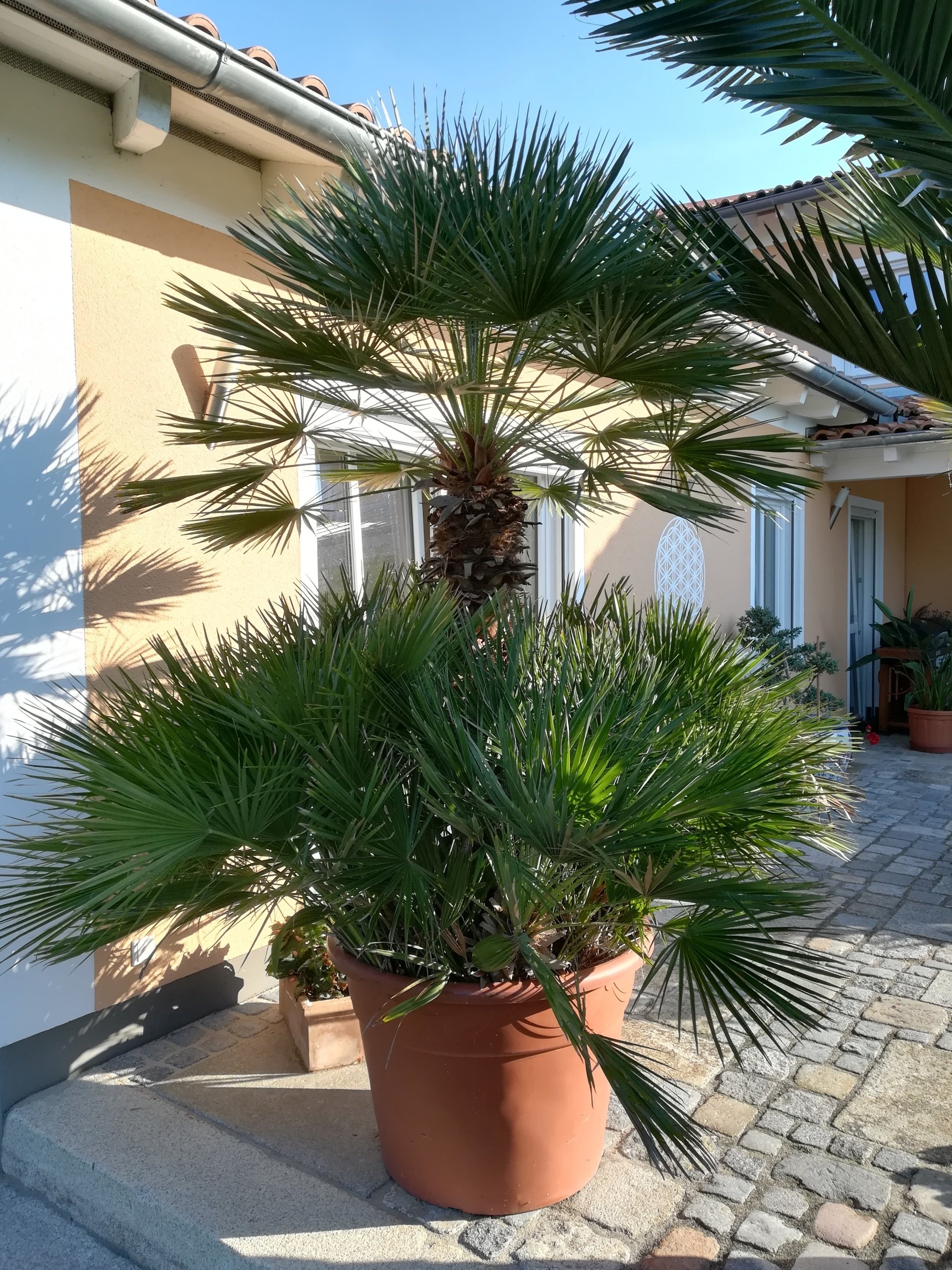 Chamaerops Humilis