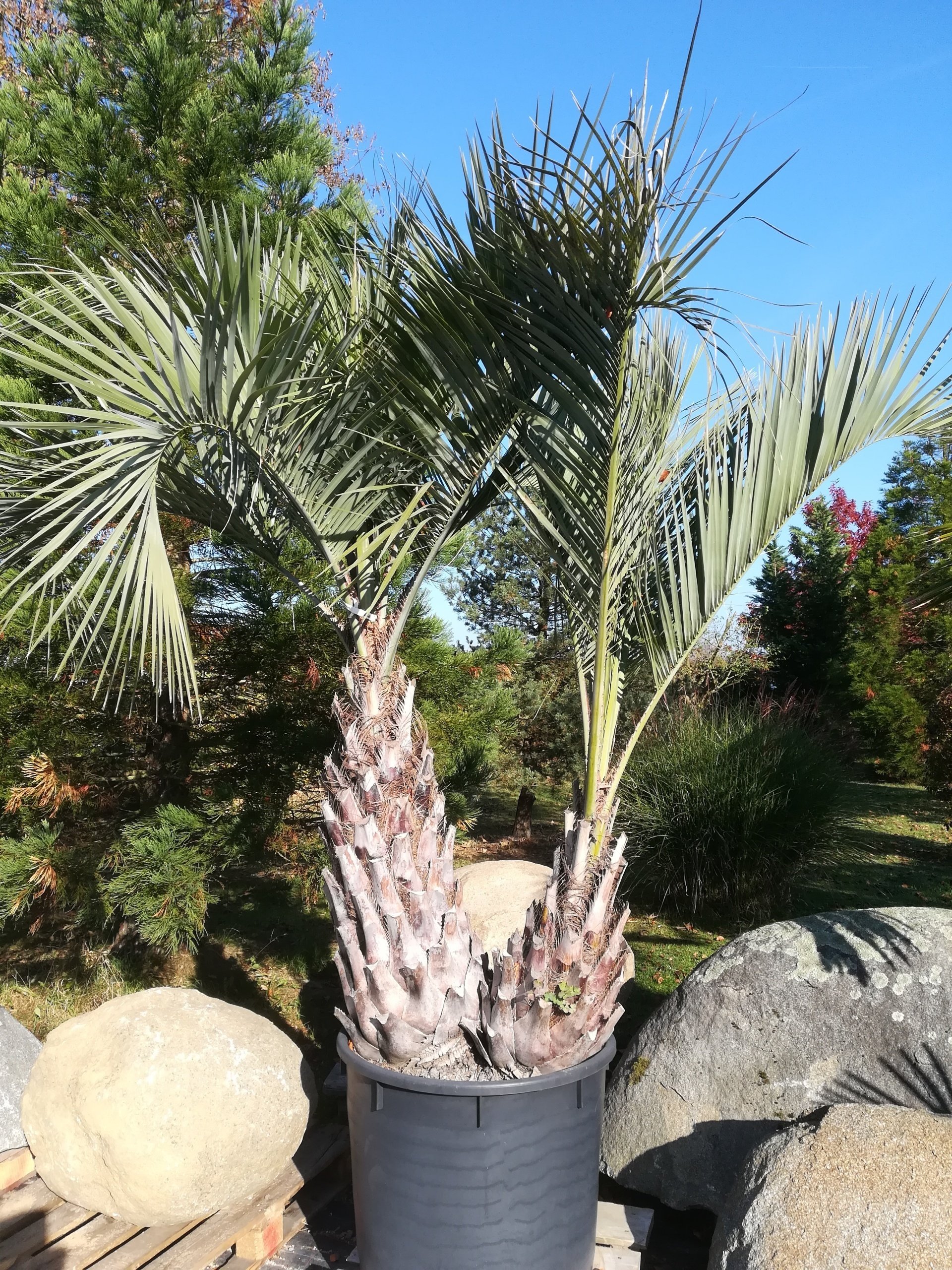 Butia Capitata
