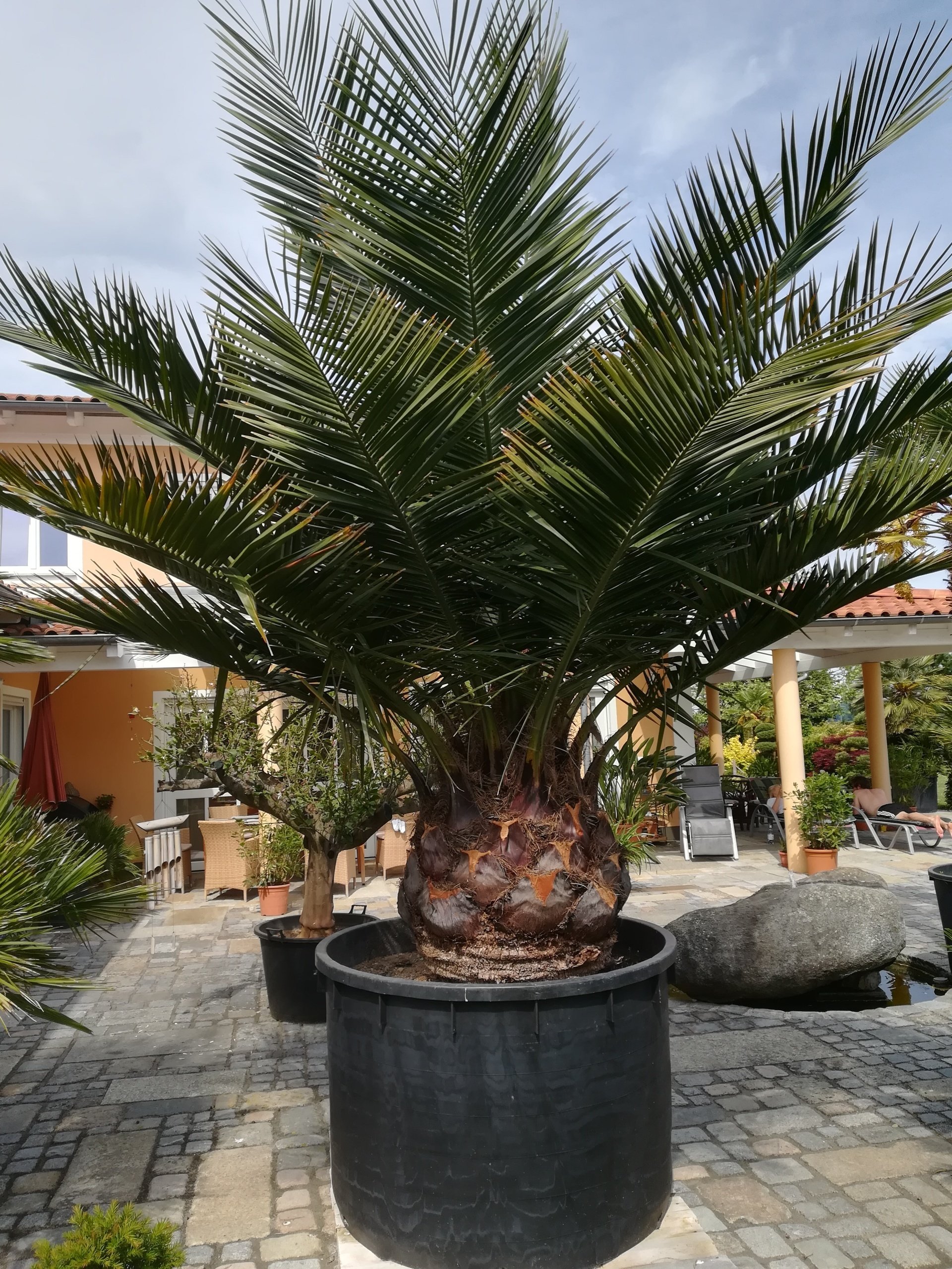 Jubaea chilensis