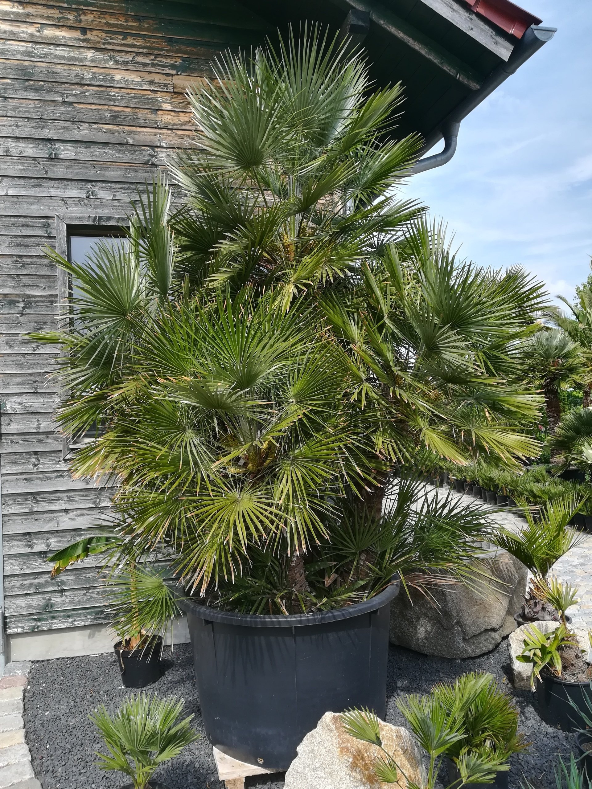 Chamaerops Humilis