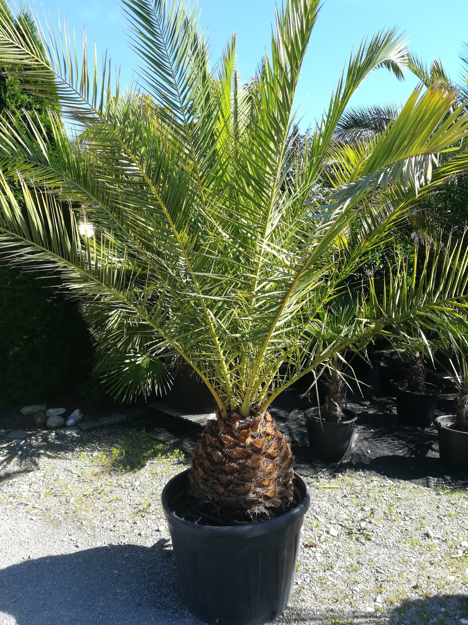 Phoenix canariensis