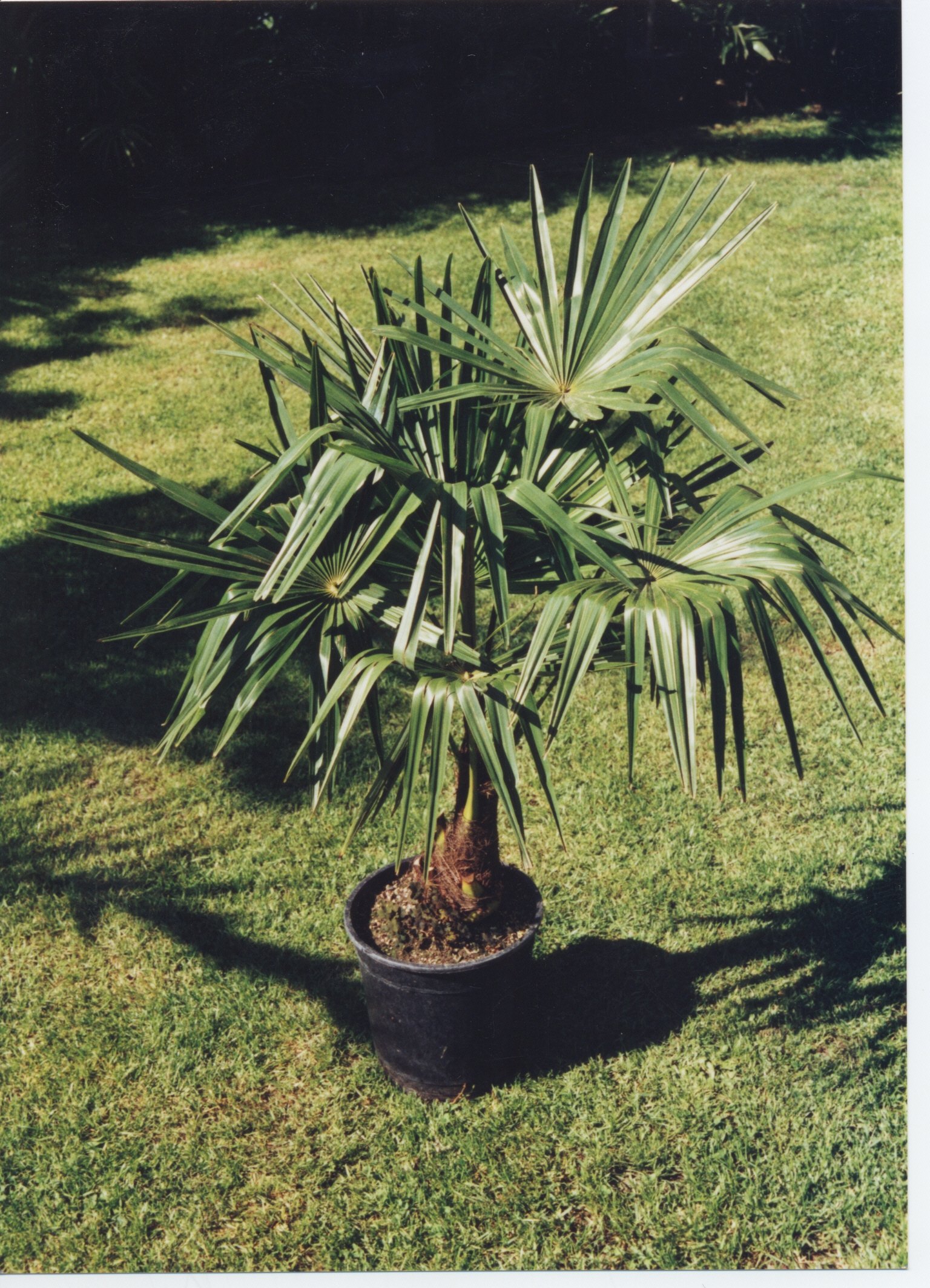 Trachycarpus fortunei