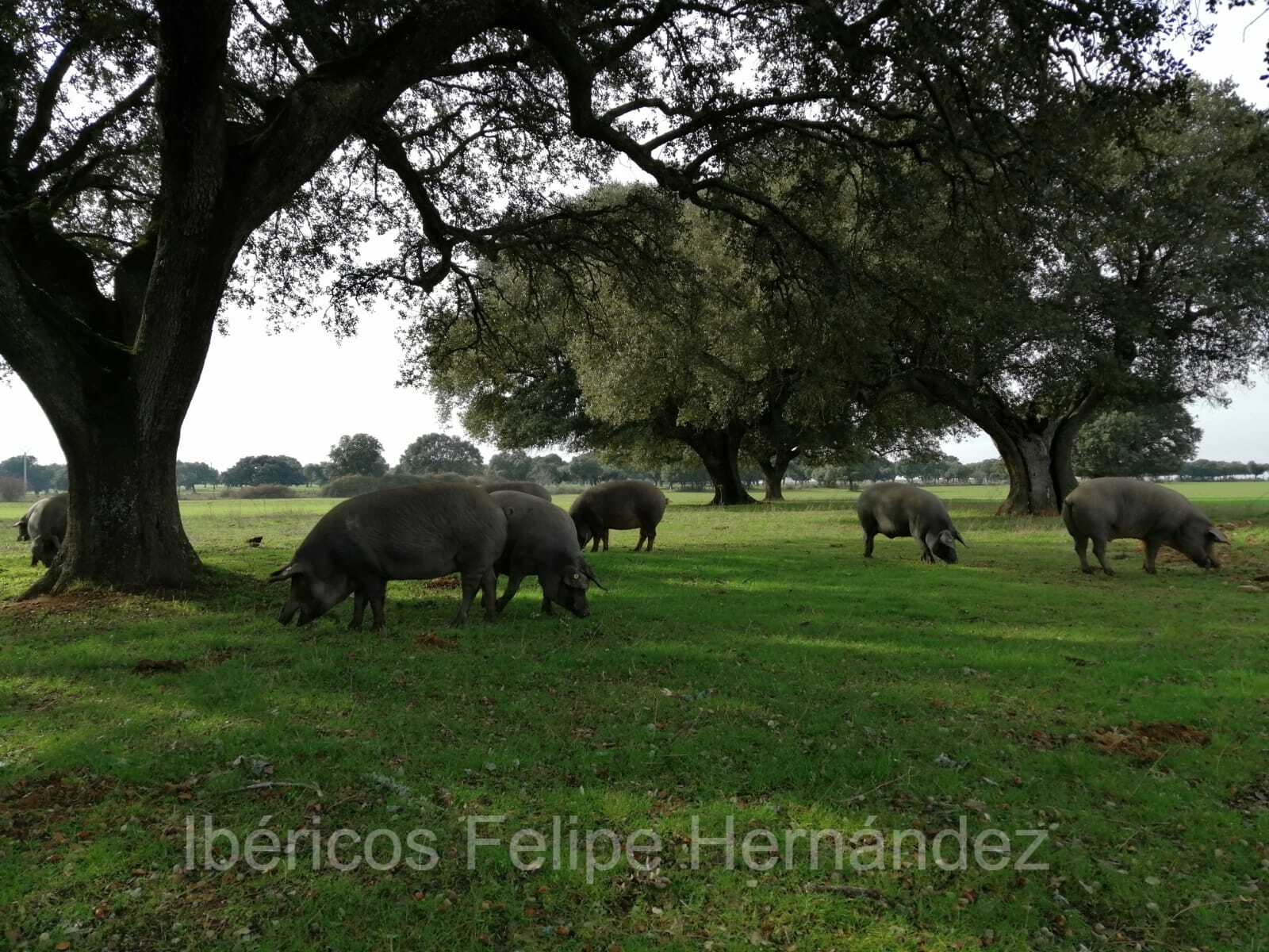 Ciudad Rodrigo cuna del cerdo ibérico de bellota