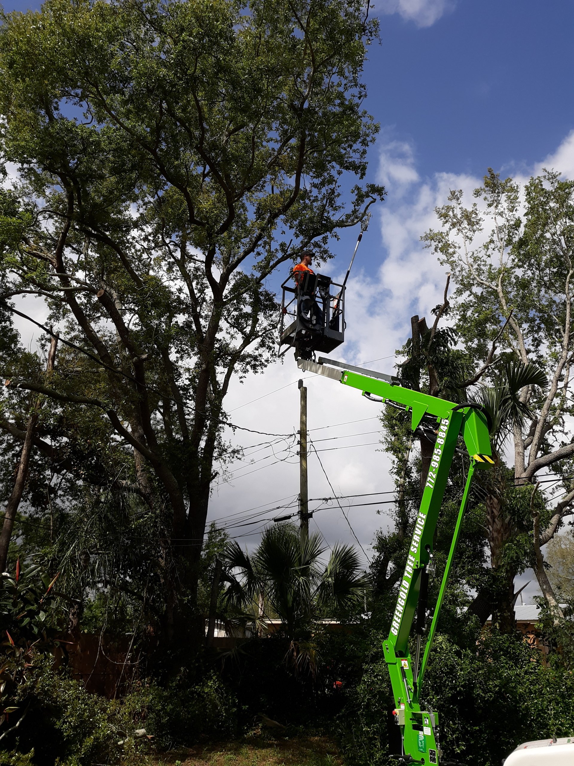 Tree Trimming Service Trimmer Port St Lucie Fort Pierce