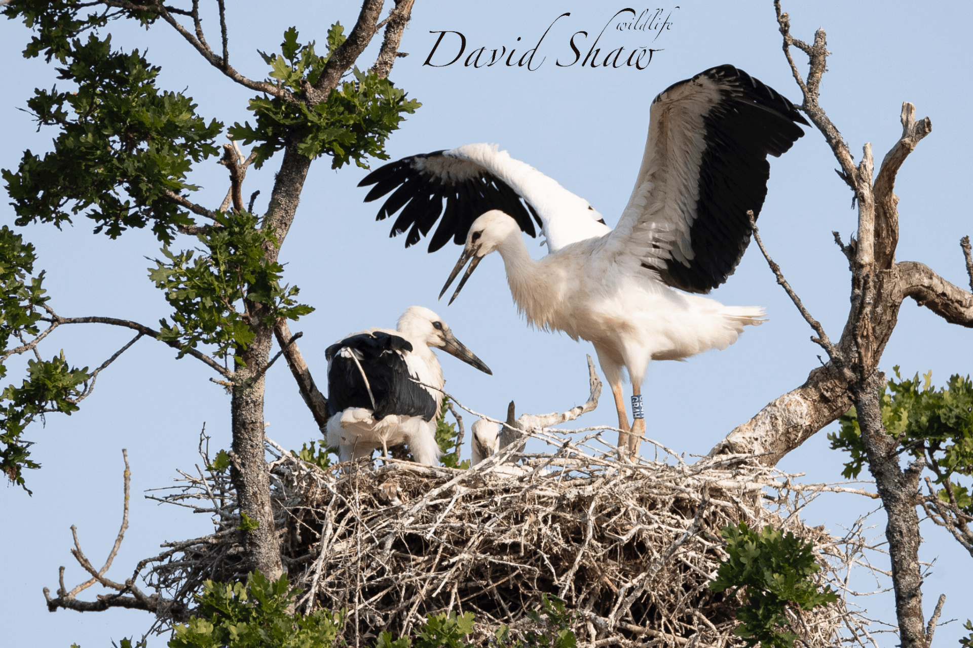David Shaw Wildlife Photographer Peregrines to Polar Bears