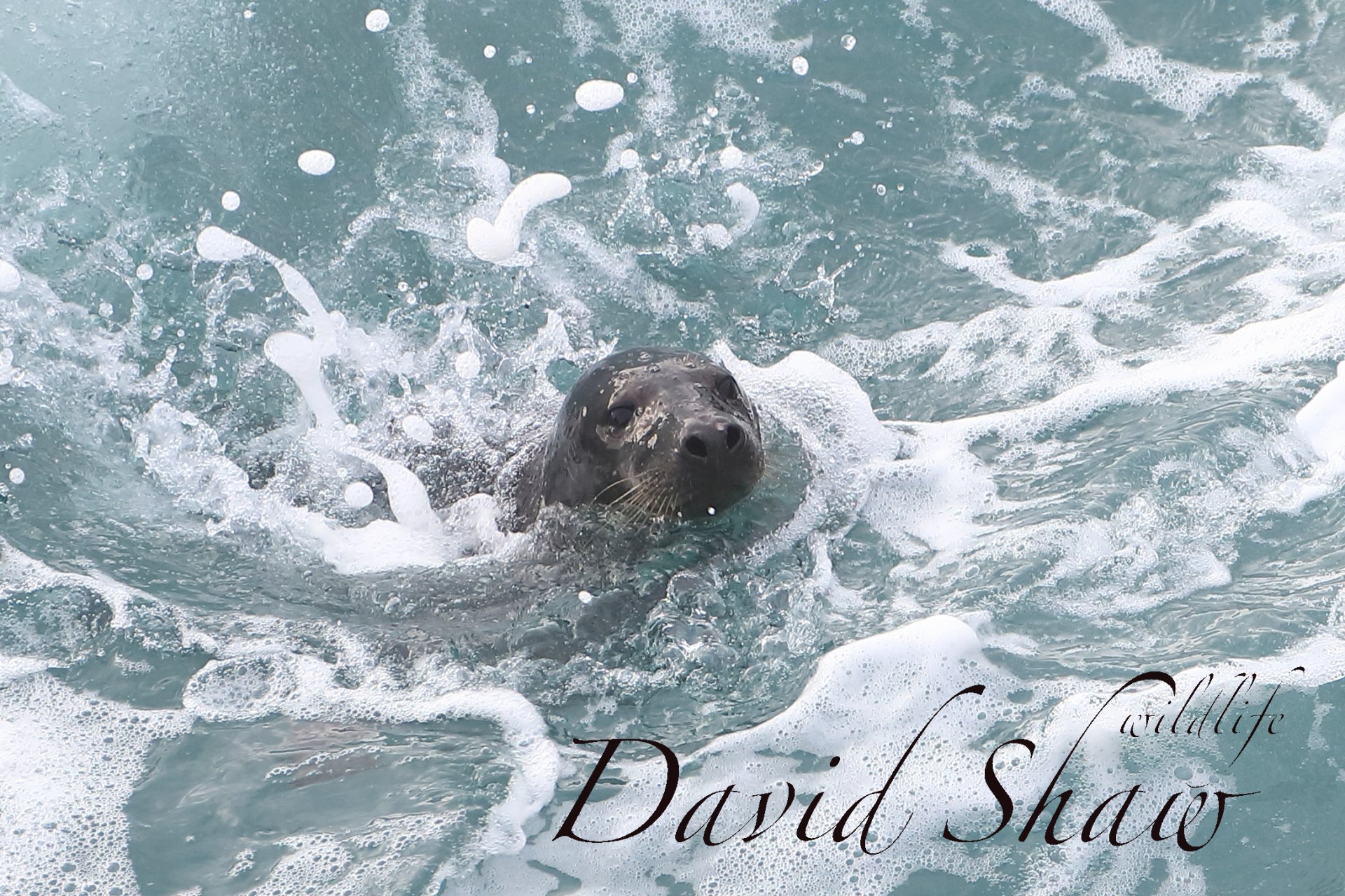 David Shaw Wildlife Photographer Peregrines to Polar Bears