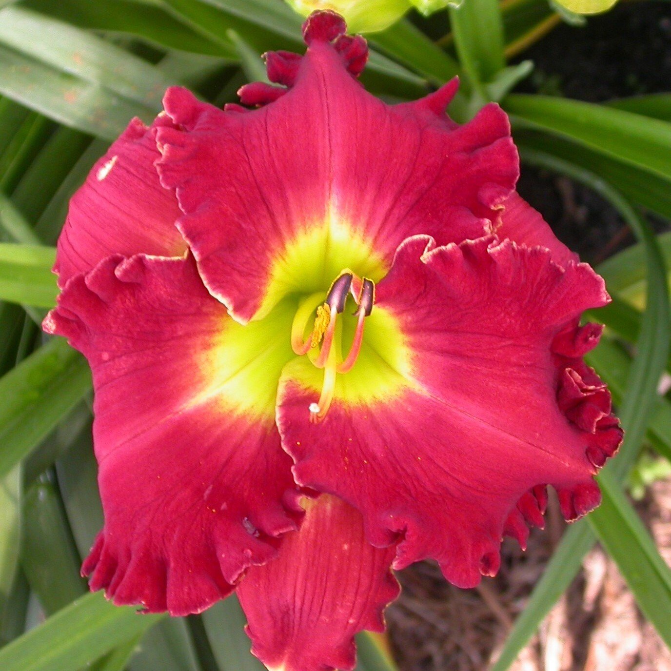 David Kirchhoff and Mort Morss at Daylily world
