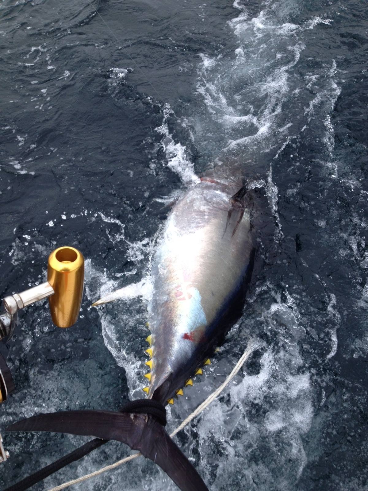 POON HARPOONS The ORIGINAL Multi-Piece Harpoon Made in USA