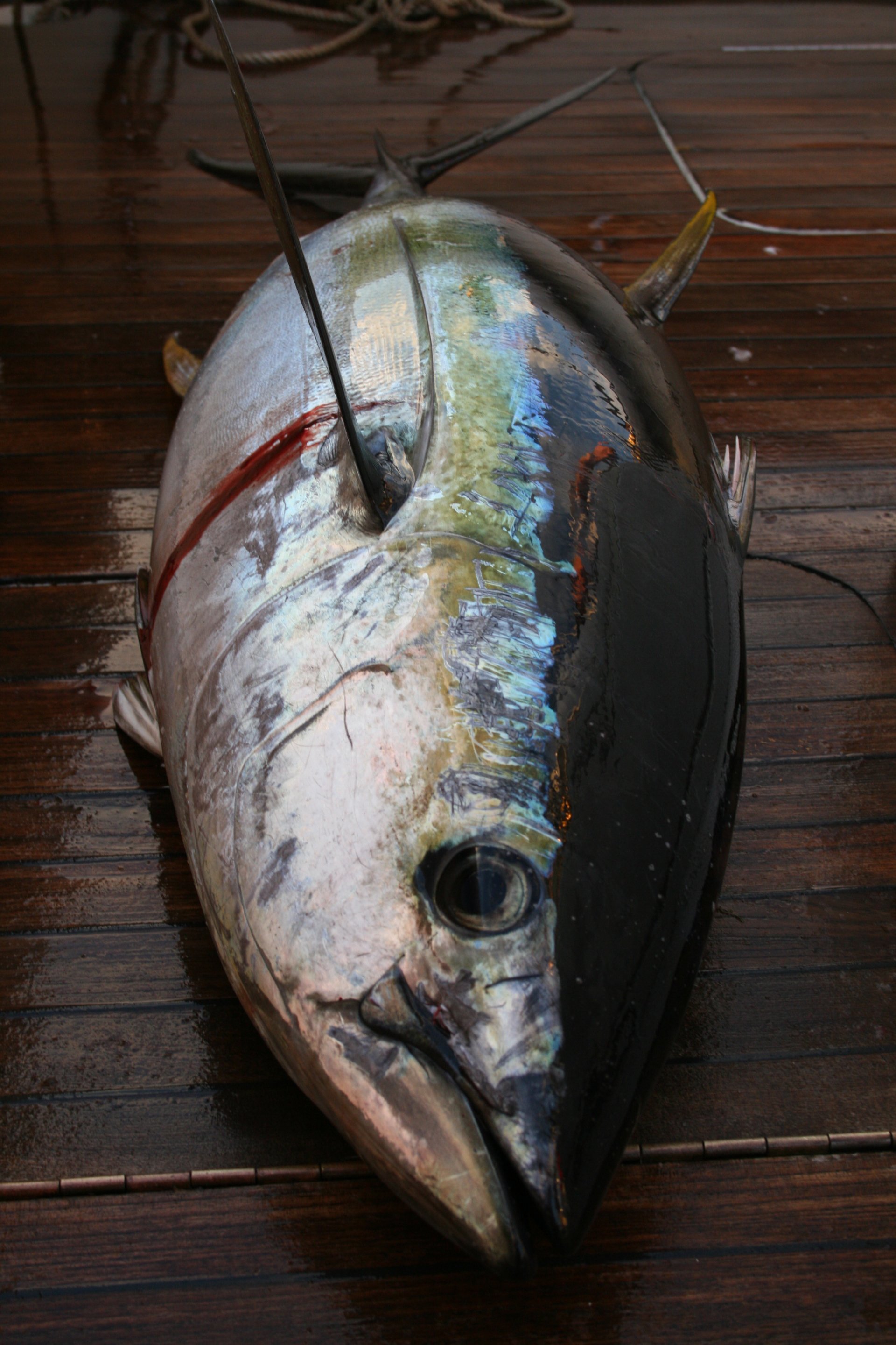 POON HARPOONS The ORIGINAL Multi-Piece Harpoon Made in USA