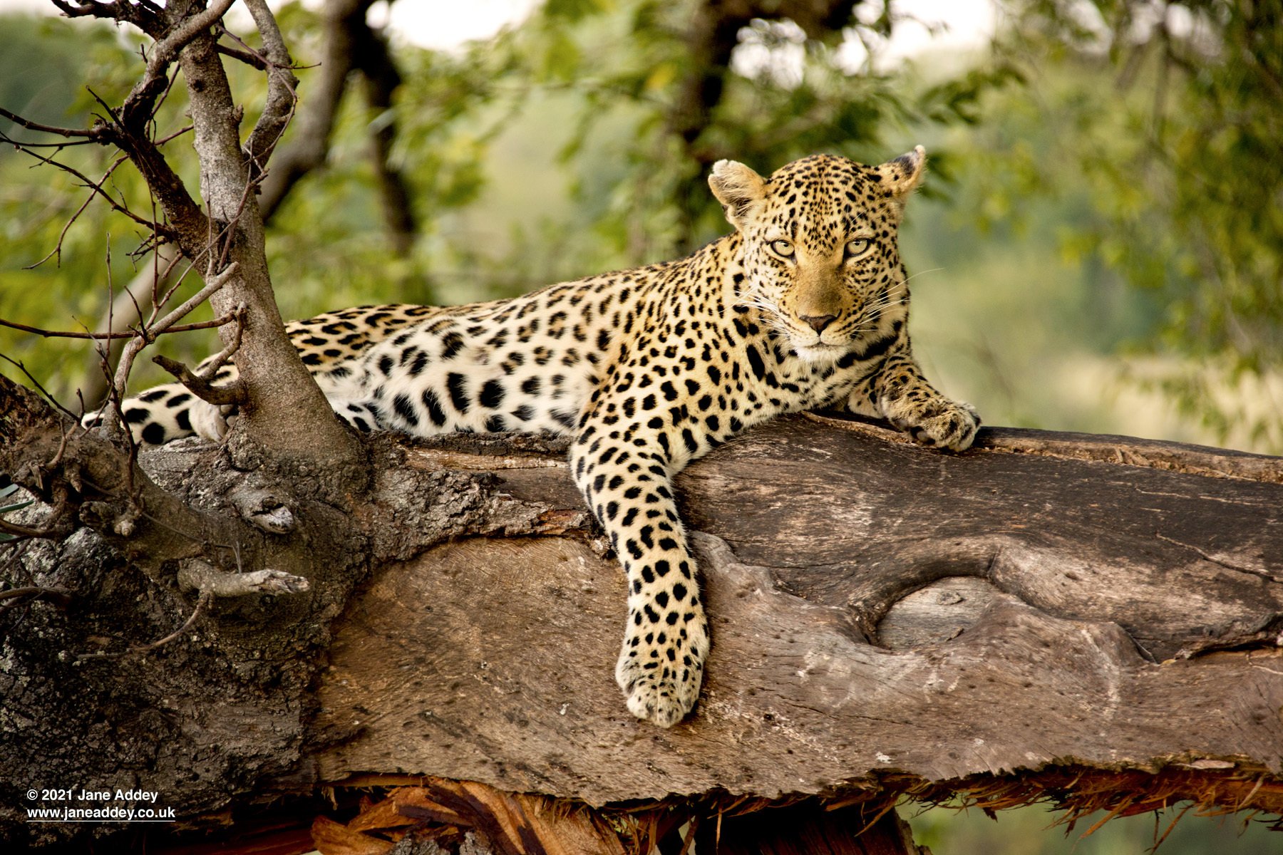 Photography Galleries – Leopards