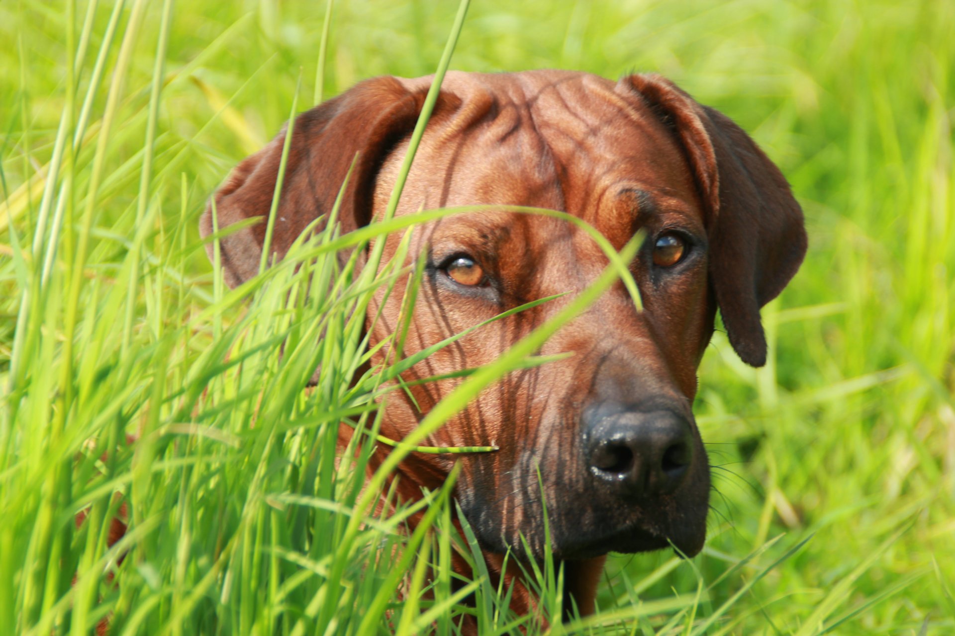 Charakterstarke Rhodesian Ridgeback Welpen aus DZRR Zucht kaufen