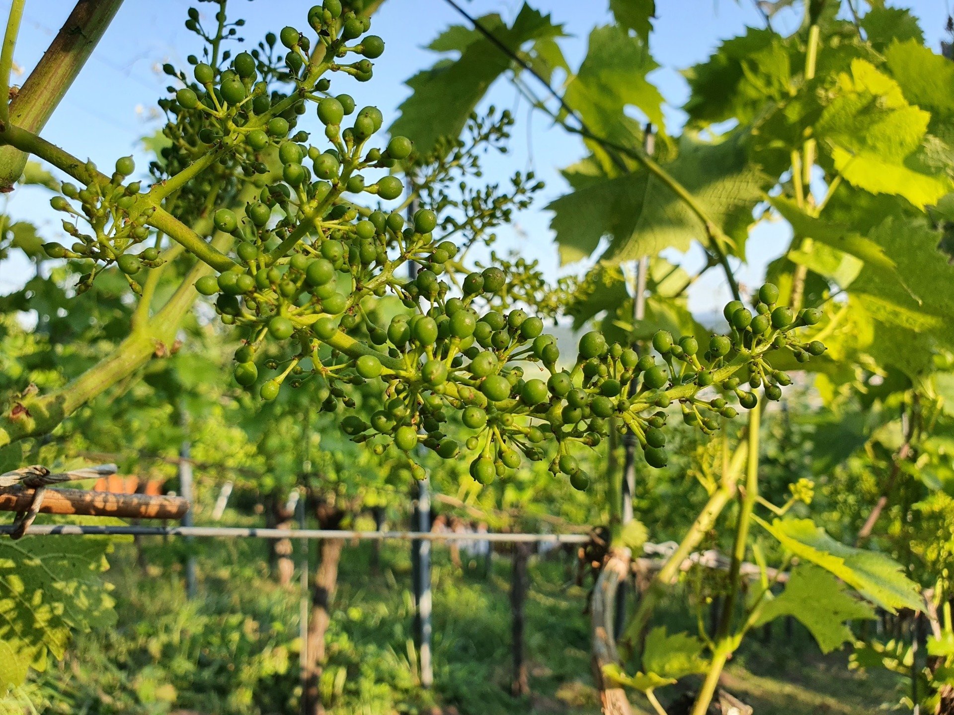 Trauben im Ansatz gut erkennbar