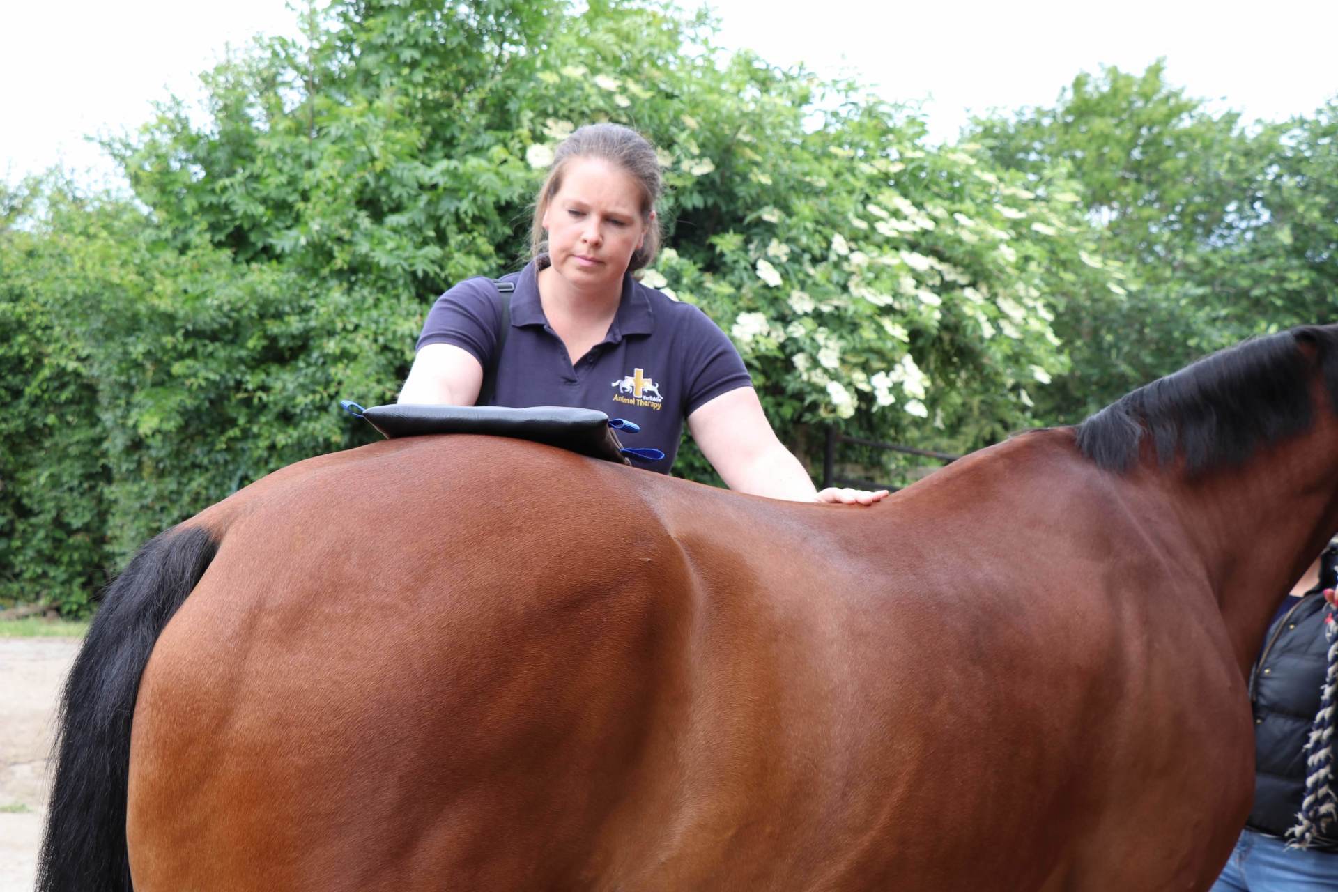 Horse Physiotherapy and massage | Harrogate, Leeds, York