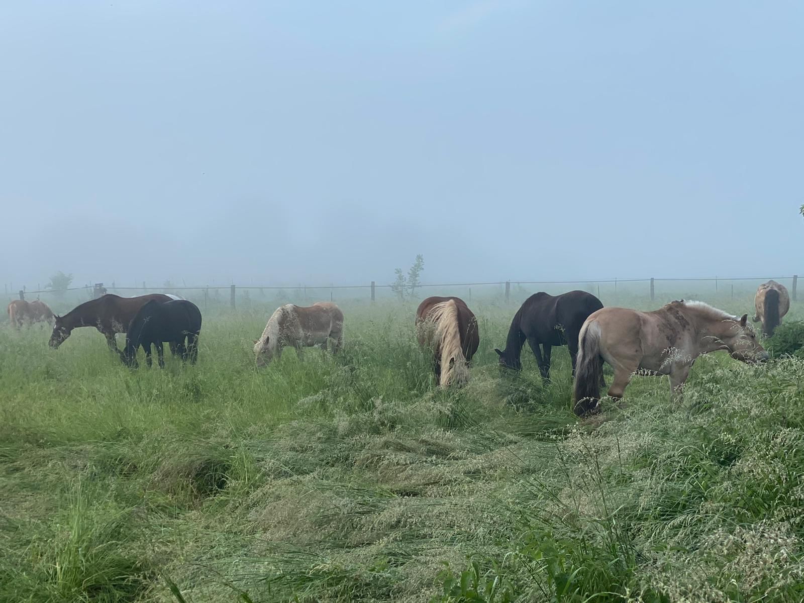 Pferdepensionbetrieb