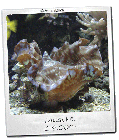 Bianca & Armin Katzenzaun Meerwasseraquarium Reiseberichte