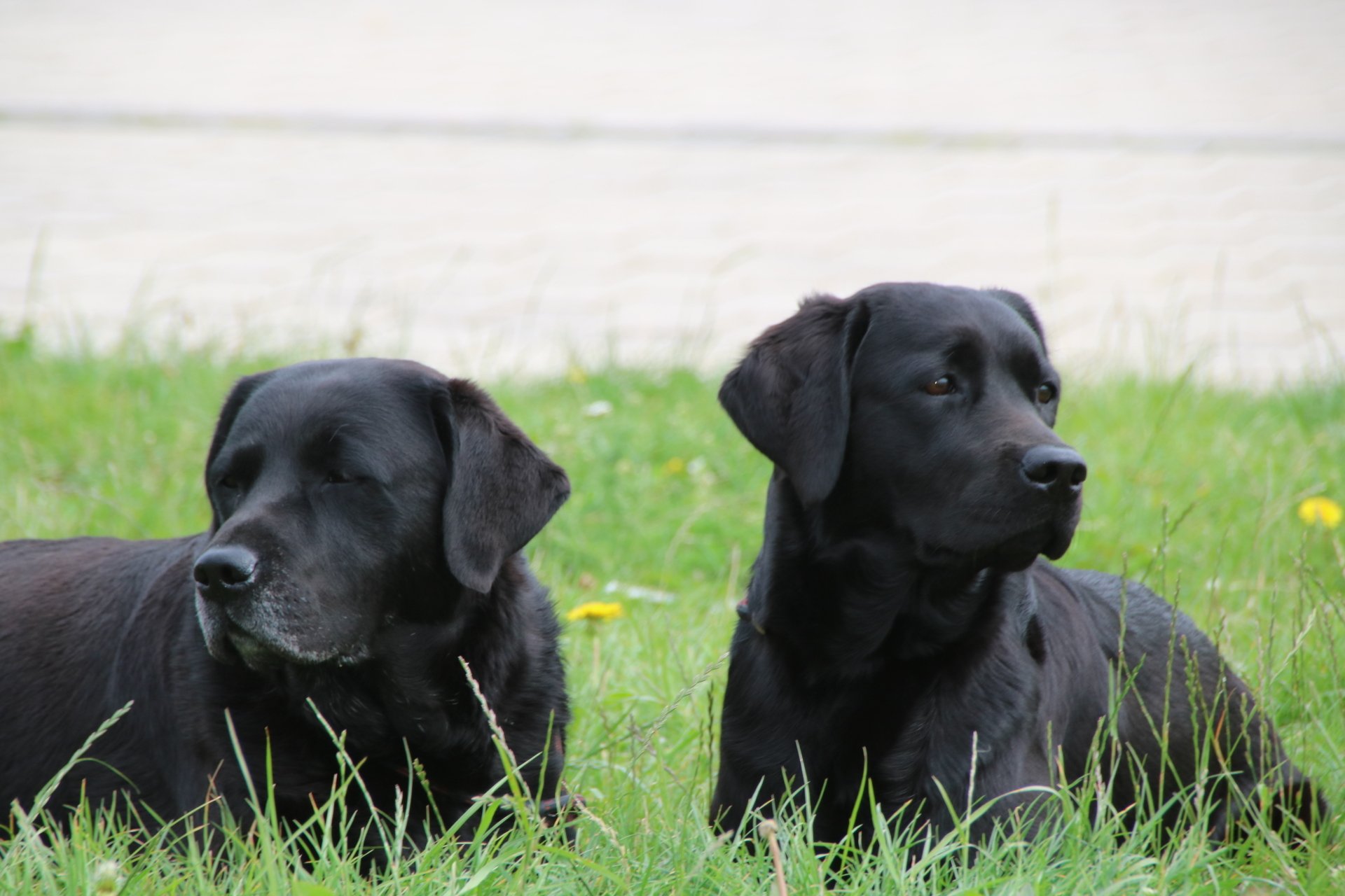 Labrador- Retriver