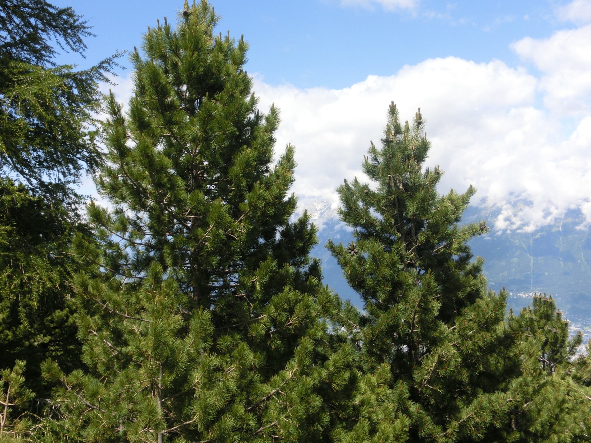 Zirbenkissen Zirbenlampen Zirben-Schlafkissen Zirbengeschenke
