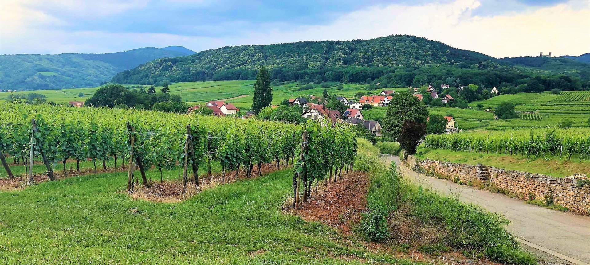 Circuits et tours en Alsace, route des vins & villages