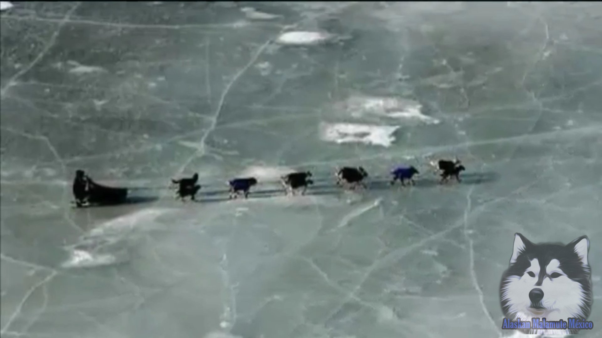 Alaskan Malamute México