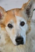 Zelda's Foundation for Animals Pet Rescue