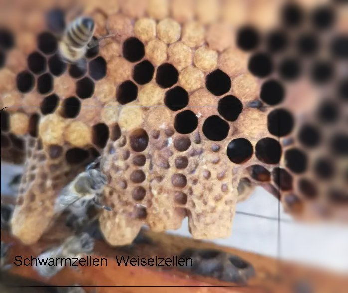 Imkerwissen und Praxistipps: Honig, Bienen, Behandlung 🐝