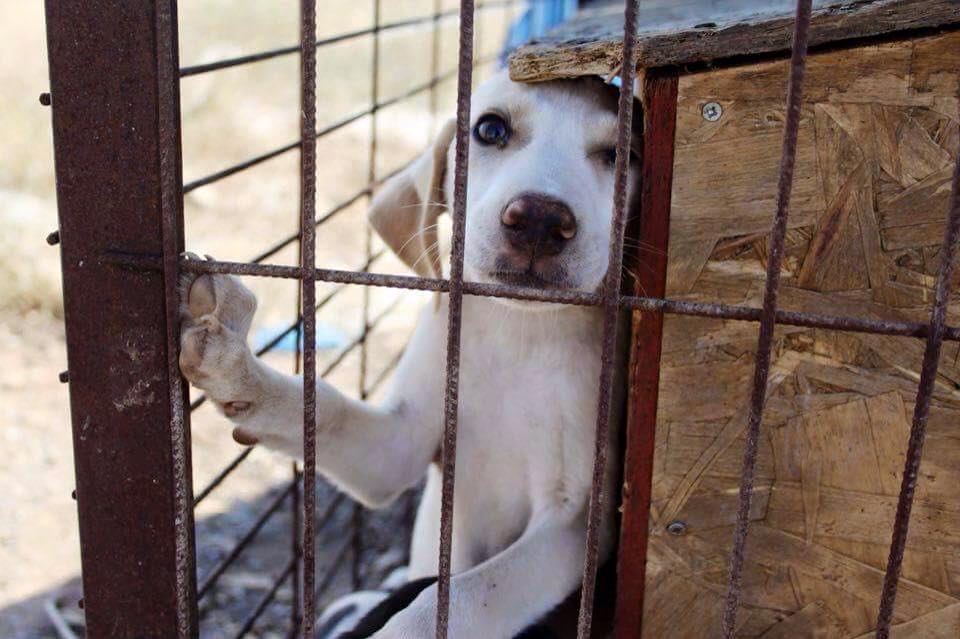 Help For Dogs - South Wales Charity