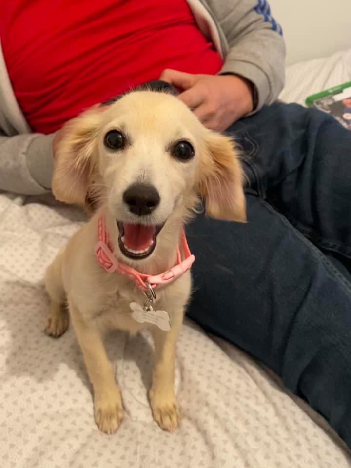 Help For Dogs - South Wales Charity