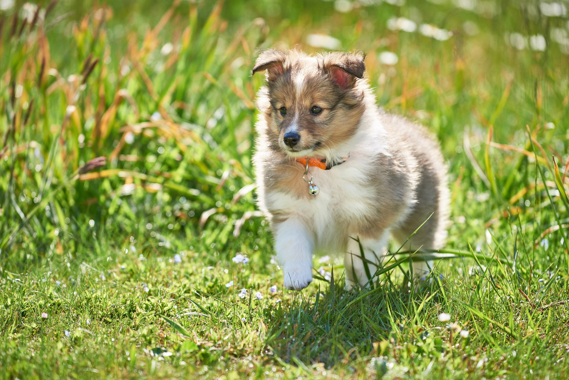 Sheltie, Hunderasse Sheltie,Shetland Sheepdog Züchter,