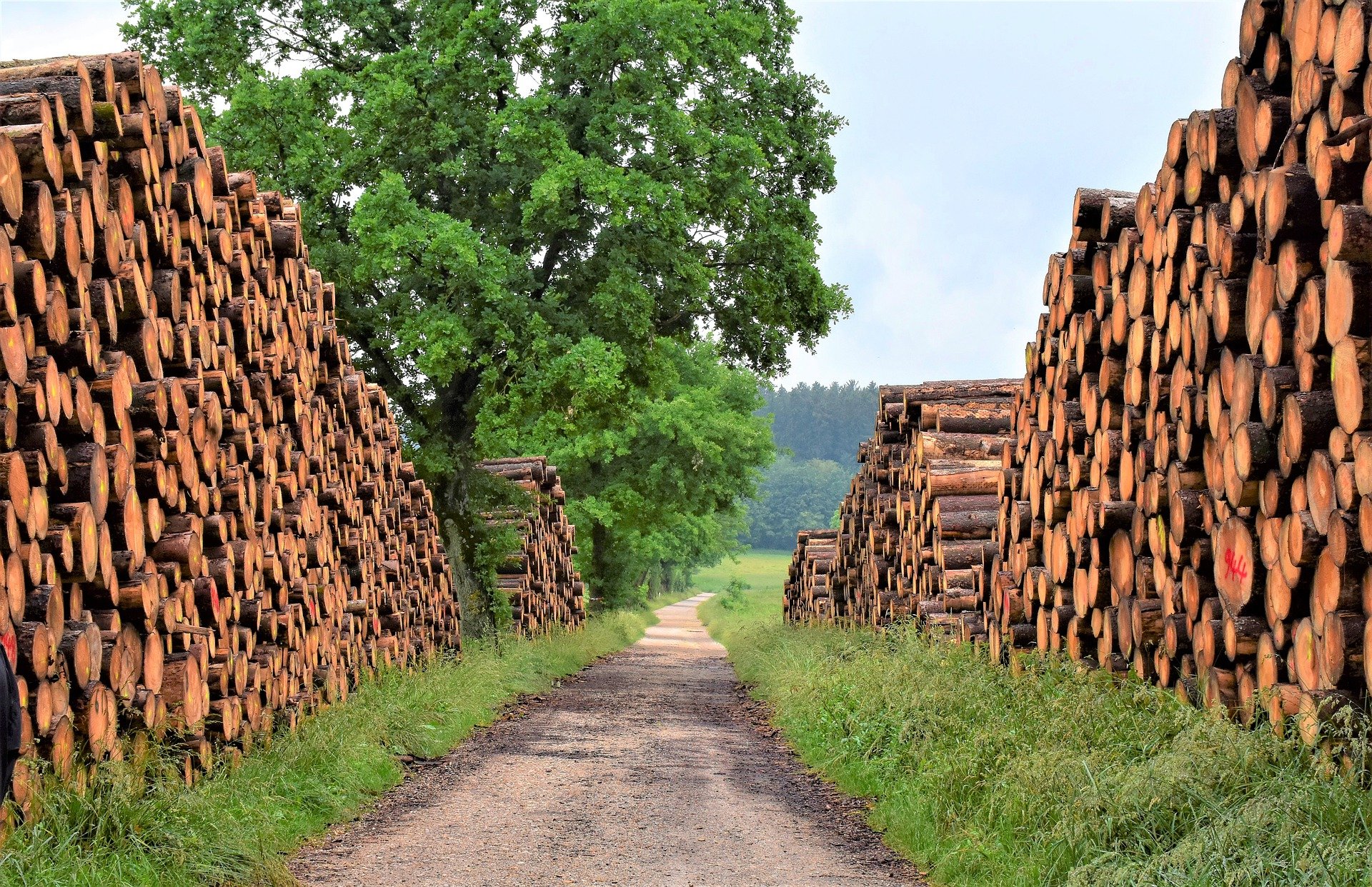 Forstwirtschaft im Fichtelgebirge