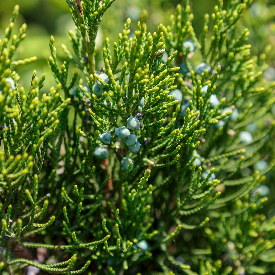 Juniperus sabina