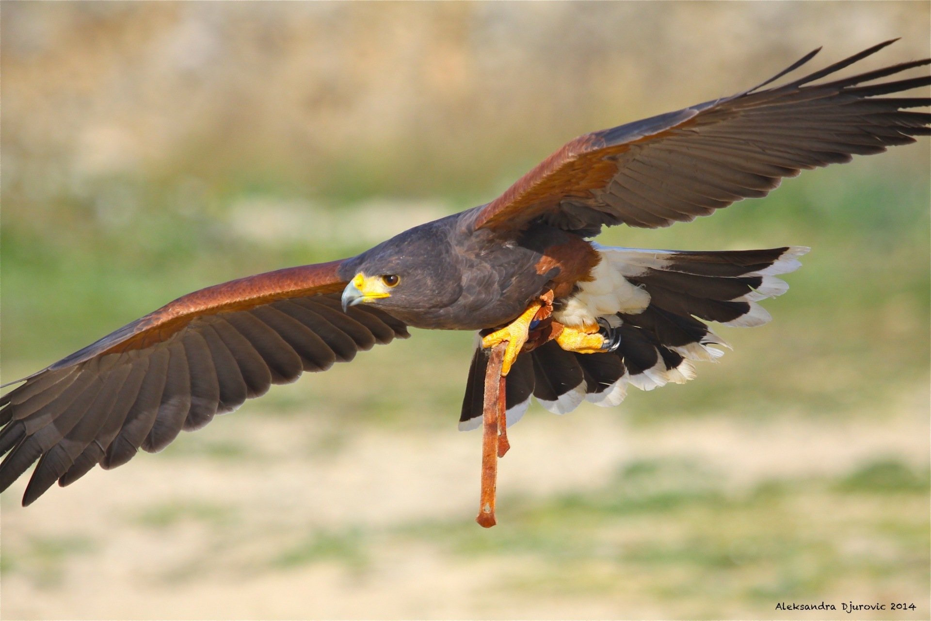 Effarouchement pigeon fauconnerie Lyon - stage de fauconnerie-élevage ...