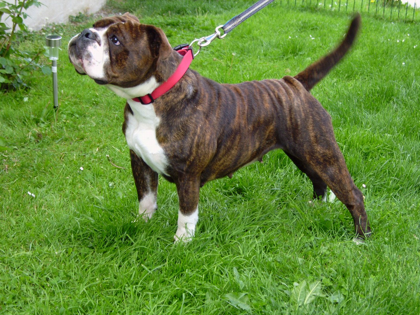 Continental Bulldog - Allgäu Bull's