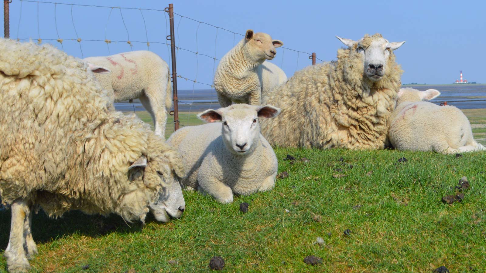 Impressionen Vollerwiek und Nordseehalbinsel Eiderstedt