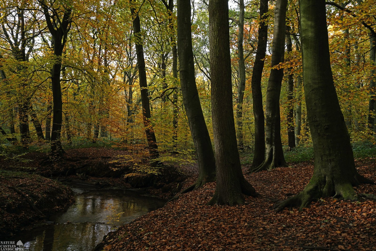 The wonderful forest DIE BURG at the city of marl