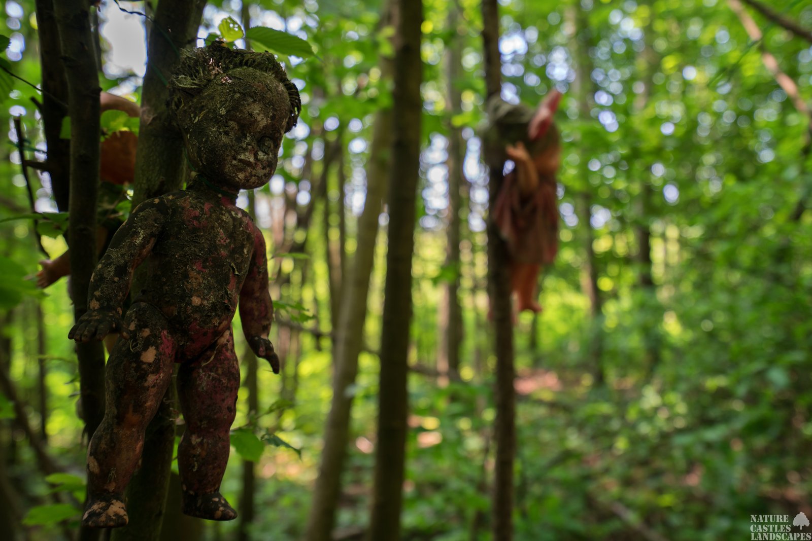 former toy dolls arranged in an abandoned forest