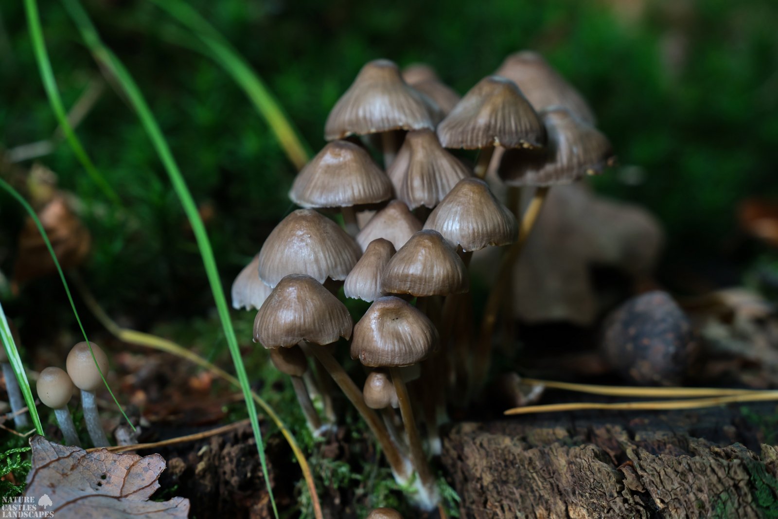 The kingdom of mushrooms is full of secrets