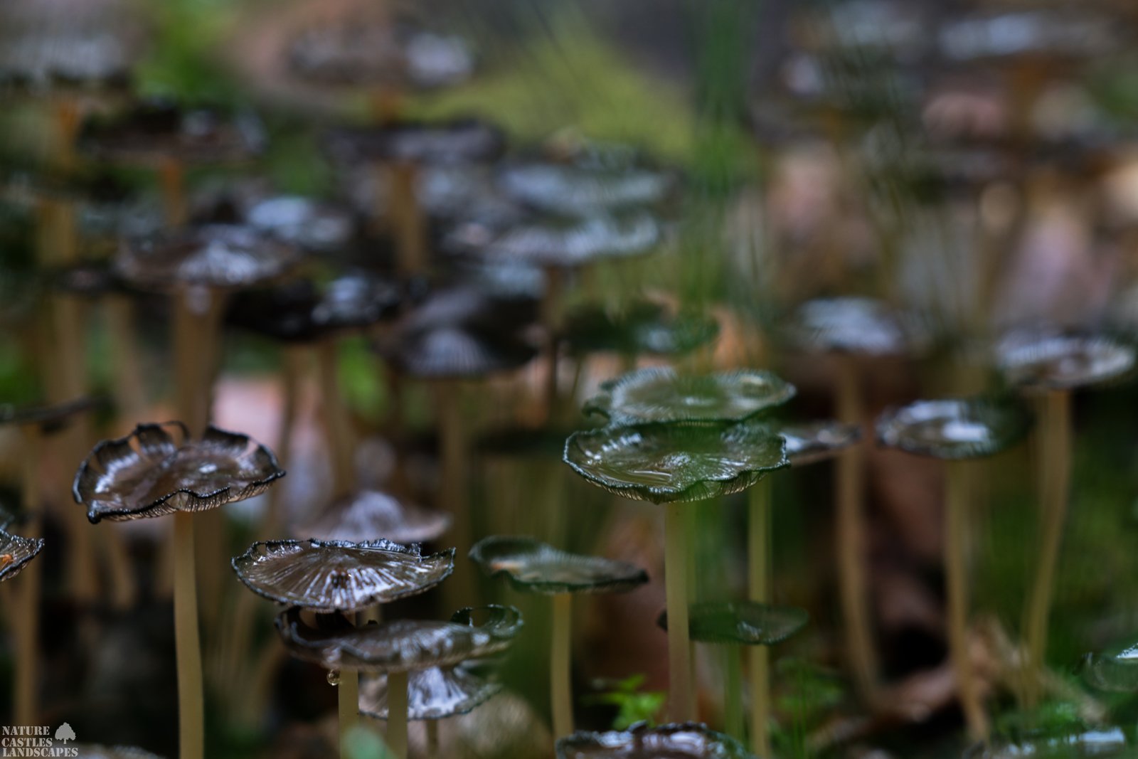 The kingdom of mushrooms is full of secrets