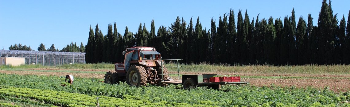 Hmong Distribution - La société de référence de la courgette en France.