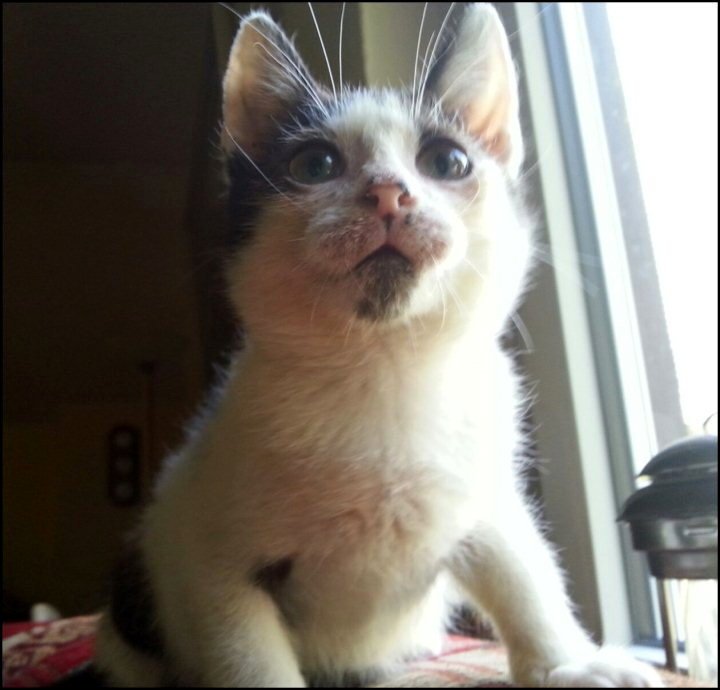 Ein Herz für Handicap Tiere e.V.