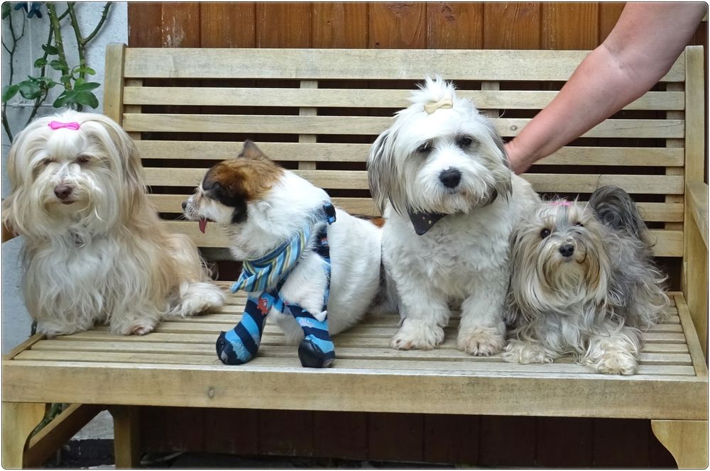 Ein Herz für Handicap Tiere e.V.