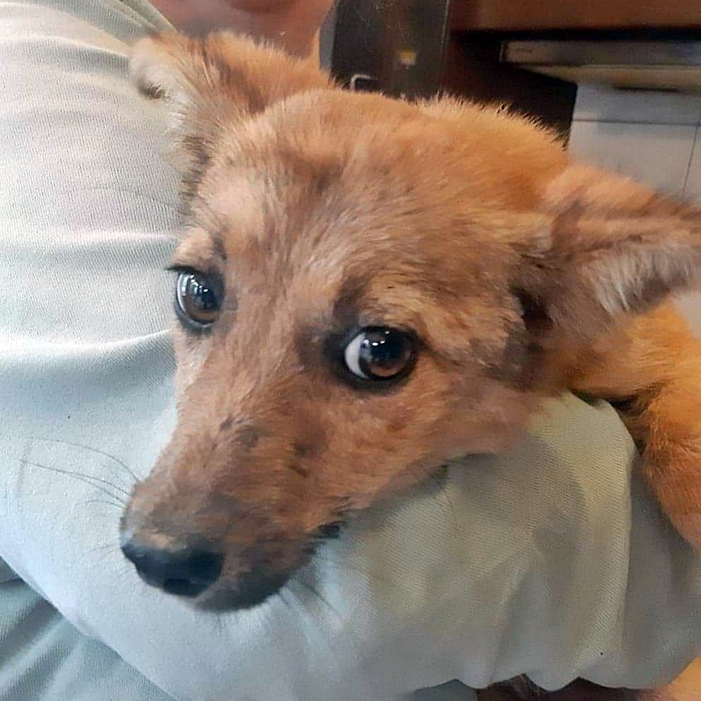 Ein Herz für Handicap Tiere e.V.