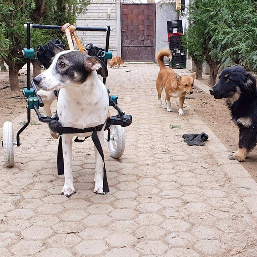 Ein Herz für Handicap Tiere e.V.