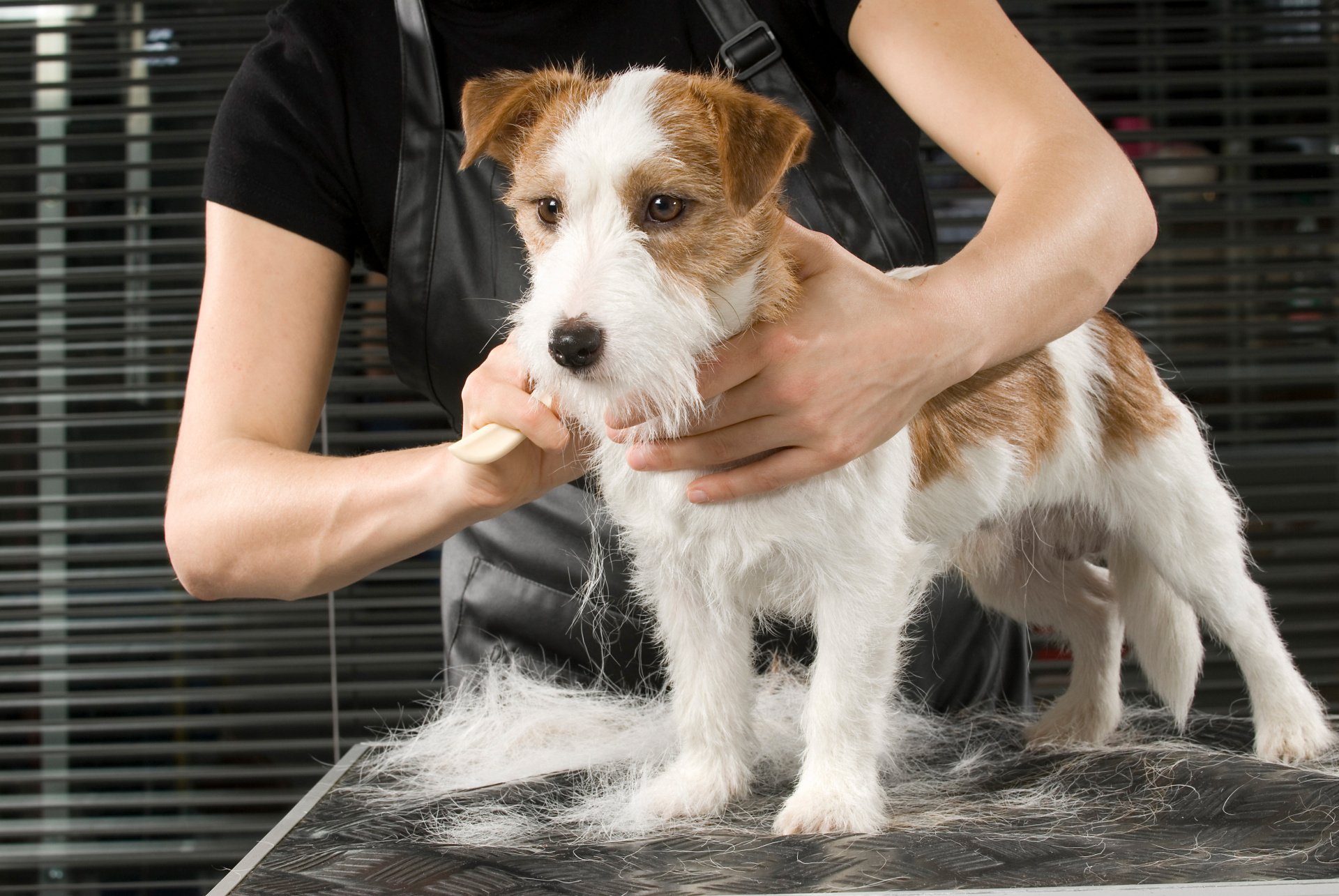 Mobile Hundepflege - Hundefriseur