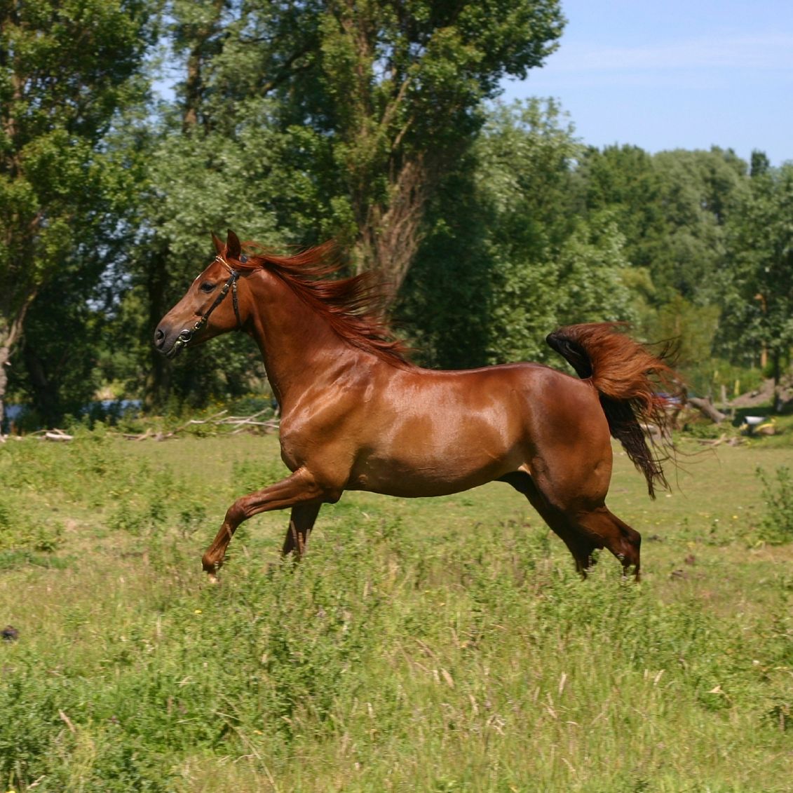 El bienestar del caballo