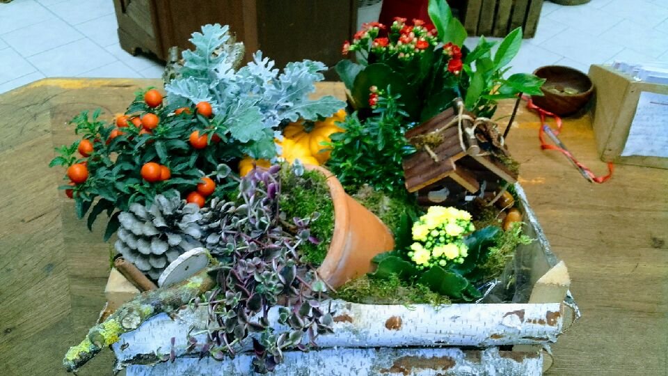 Compositions de plantes