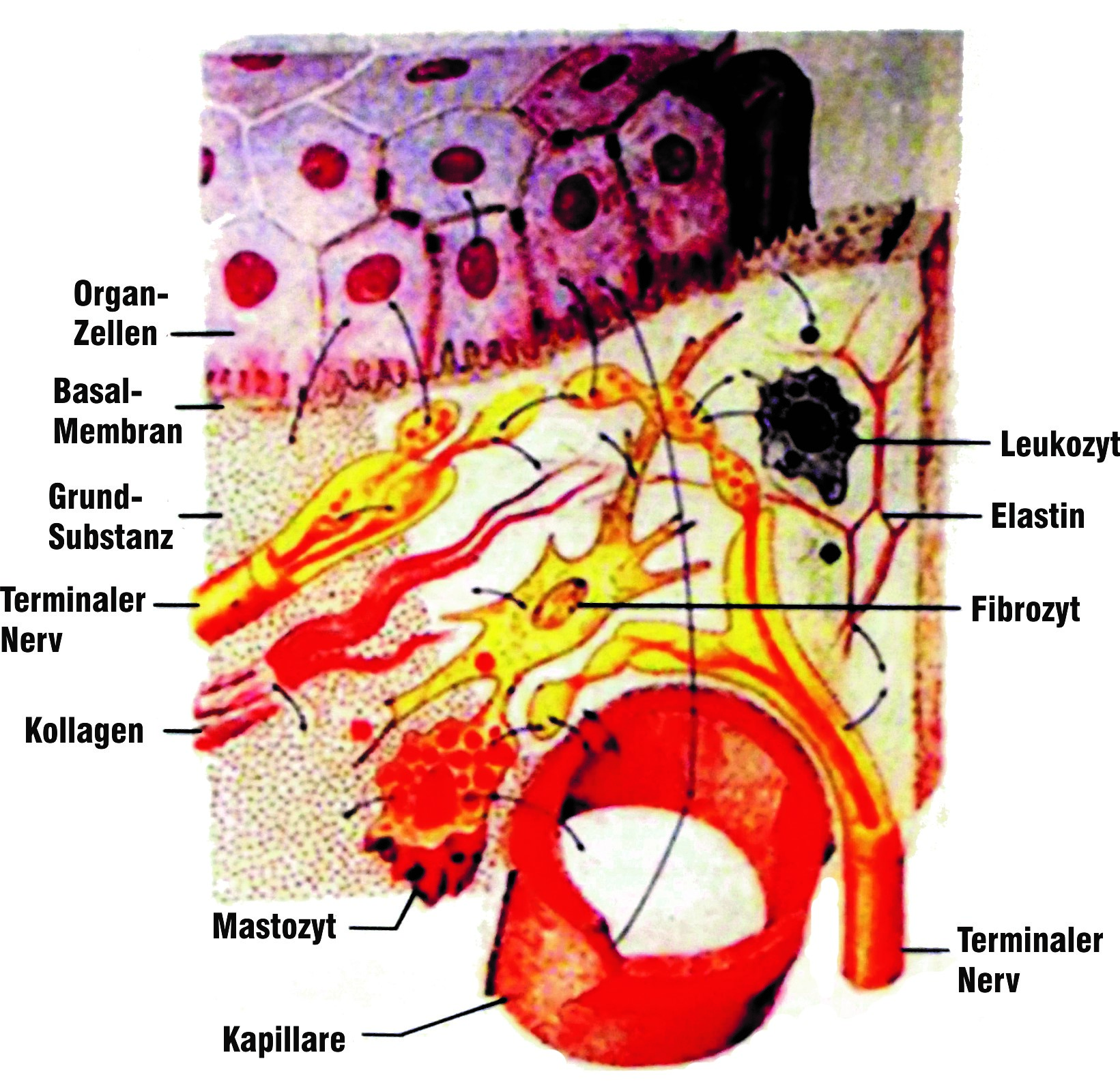 Bluthochdruck ist heilbar!