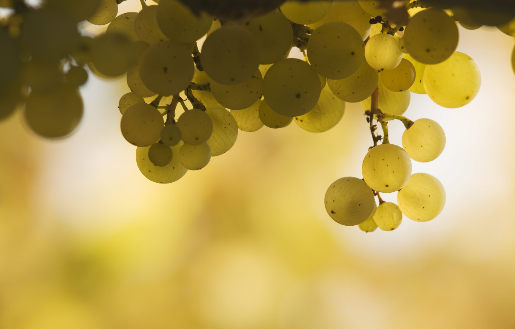 Alta Sierra Juice & Wines SL